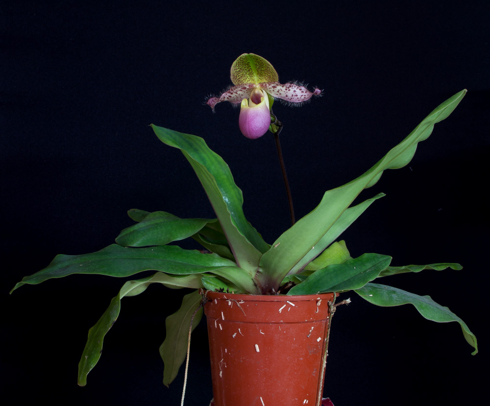 Paphiopedilum moquetteanum | Slippertalk Orchid Forum