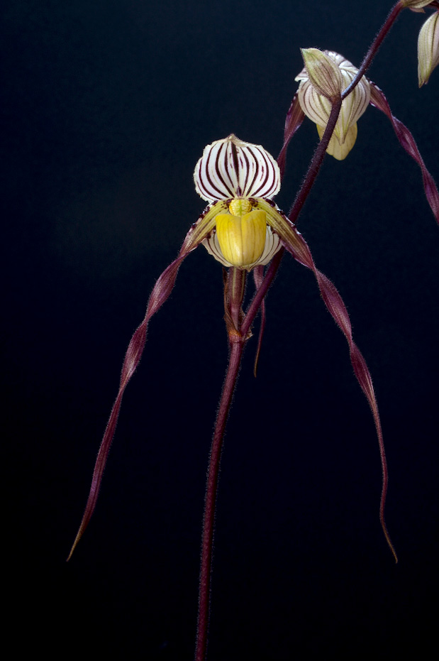 Paphiopedilum philippinense var. roebelenii | Slippertalk Orchid Forum