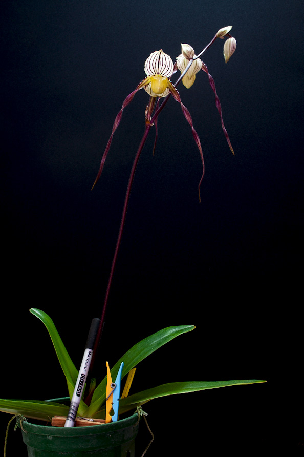 Paphiopedilum philippinense var. roebelenii | Slippertalk Orchid Forum