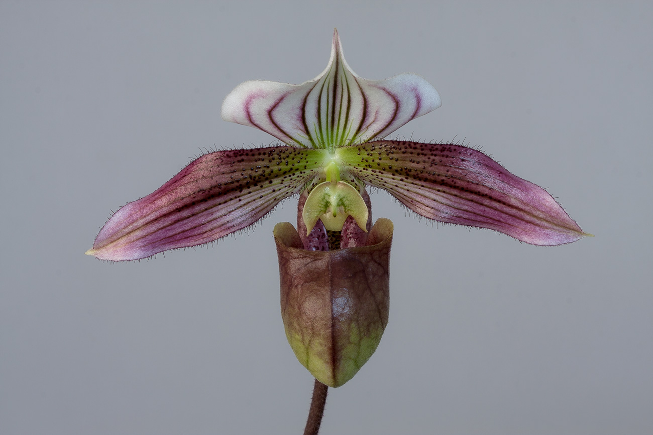 Paphiopedilum purpuratum | Slippertalk Orchid Forum