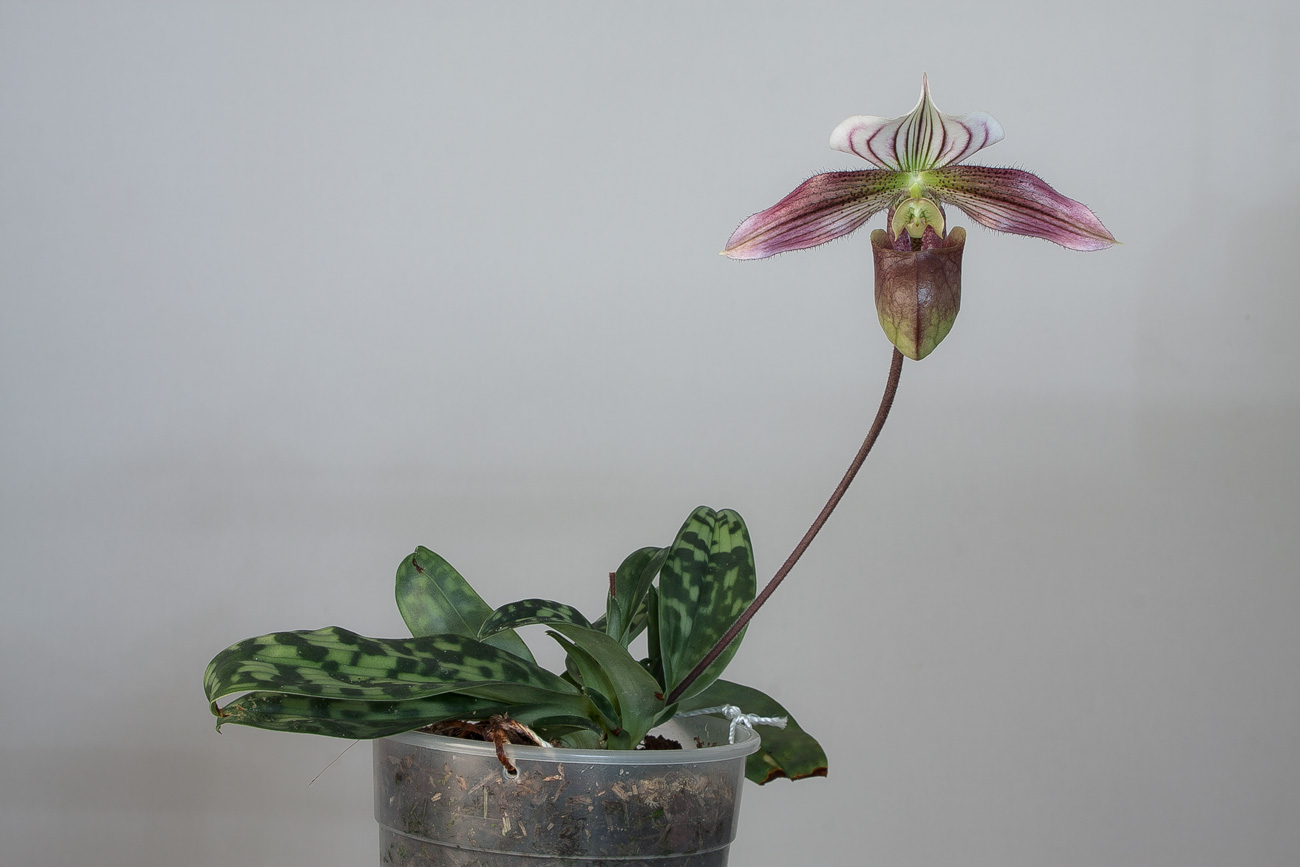 Paphiopedilum purpuratum | Slippertalk Orchid Forum