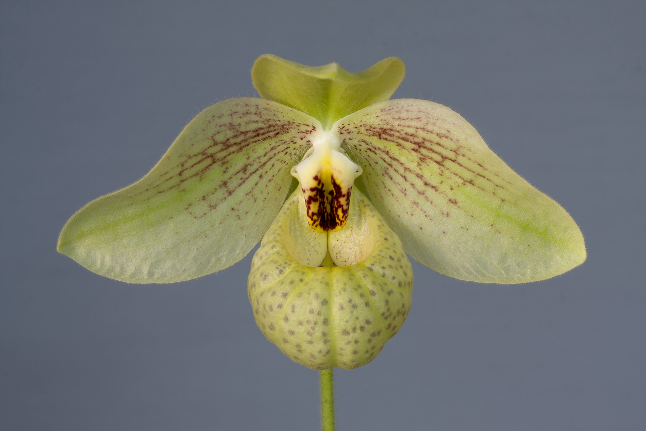 Paphiopedilum Memoria Larry Heuer ( malipoense x emersonii ...