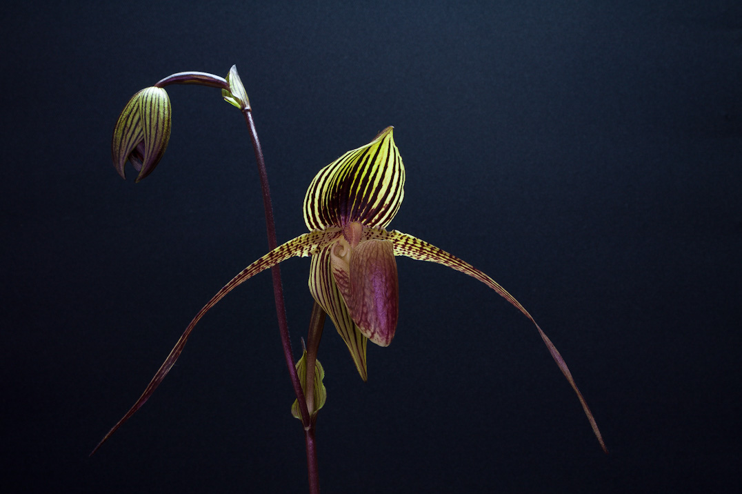 Paphiopedilum rothschildianum x adductum var. anitum