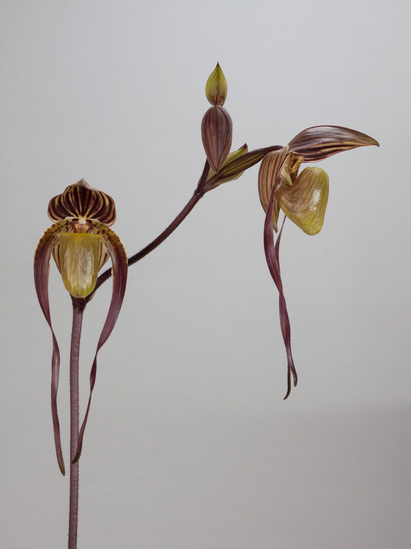 Paphiopedilum Yang-Ji Apple ( philippinense x anitum ) | Slippertalk ...