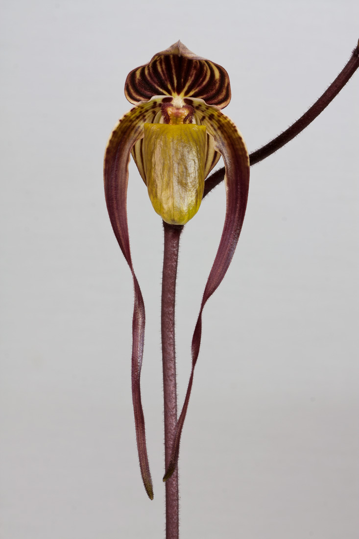 Paphiopedilum Yang-Ji Apple ( philippinense x anitum ) | Slippertalk ...