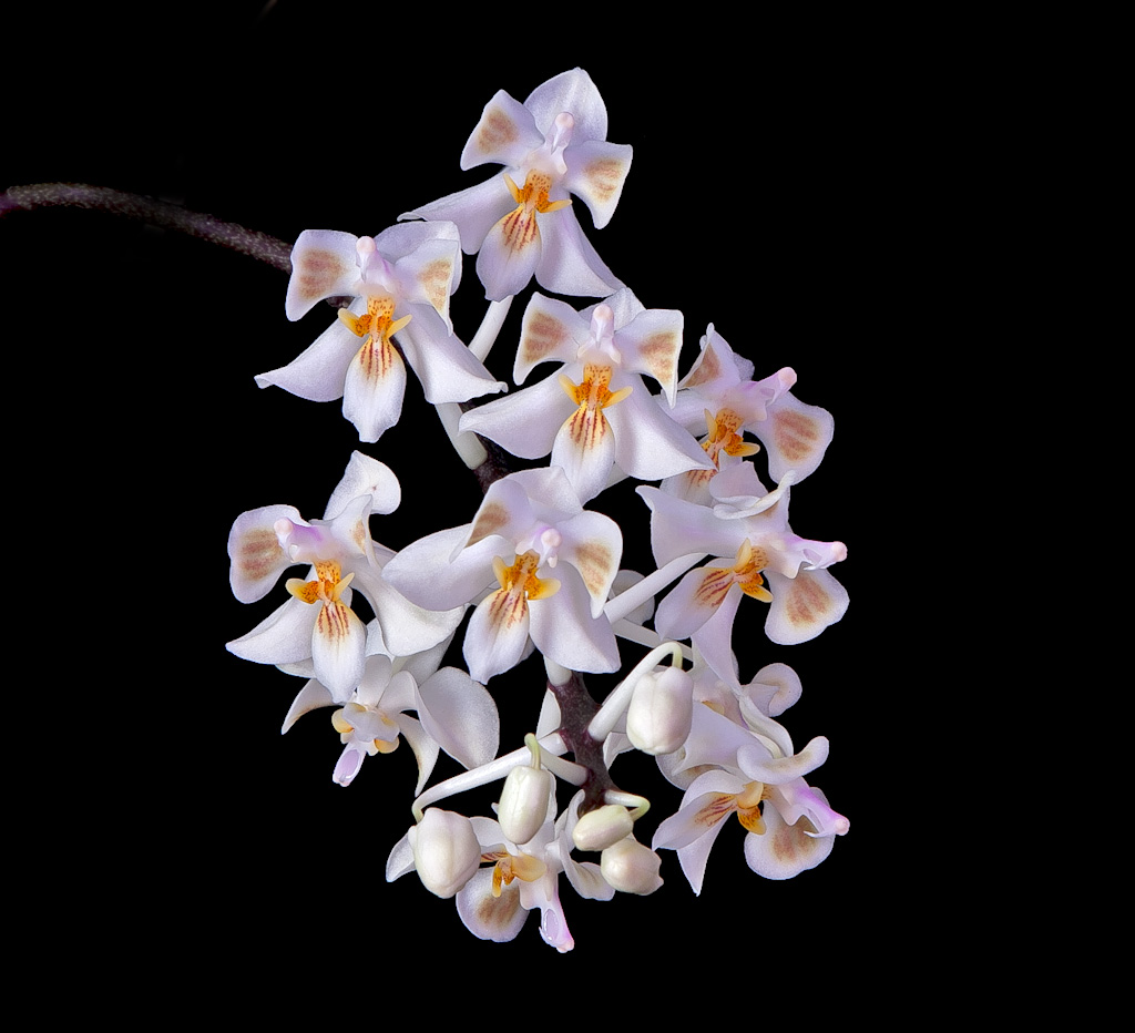 Phalaenopsis celebensis