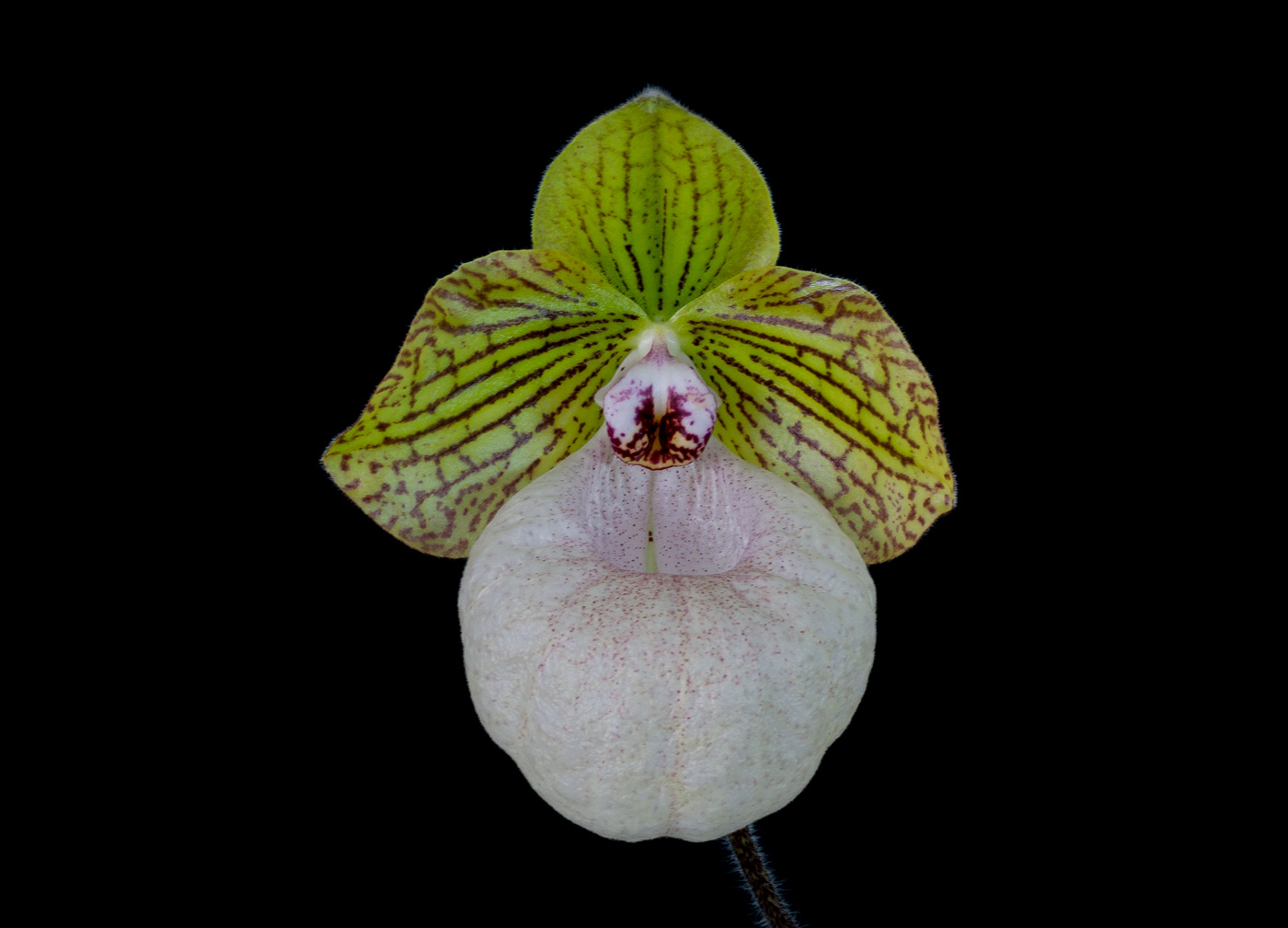 Paphiopedilum Fanaticum ( malipoense x micranthum ) | Slippertalk ...