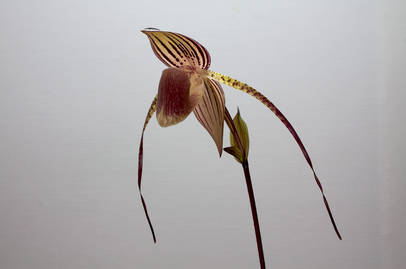 Paphiopedilum Lady Isabel x anitum