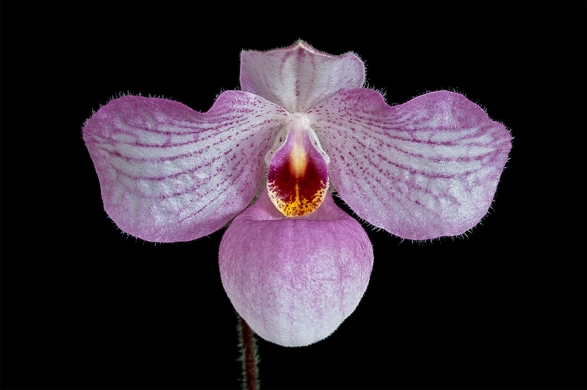 Paphiopedilum Magic Lantern | Slippertalk Orchid Forum