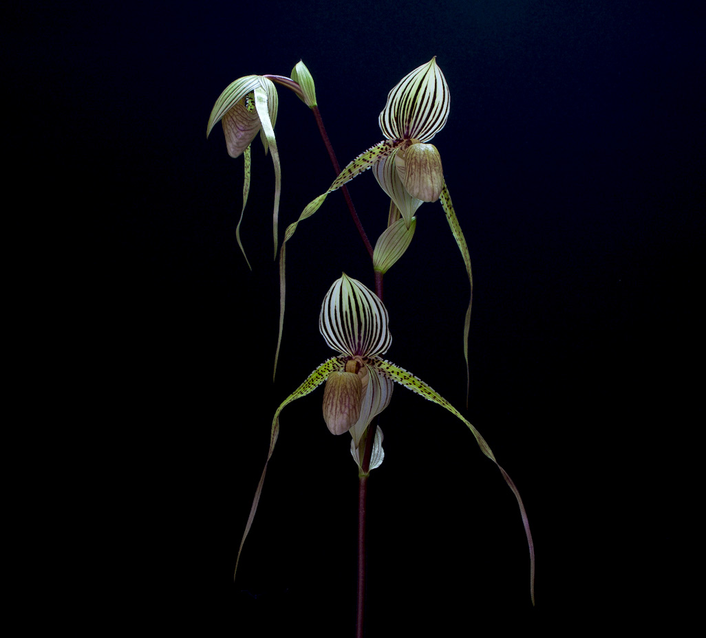 Paphiopedilum Saint Swithin ( philippinense x rothschildianum )