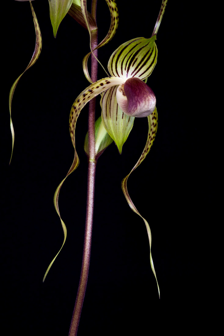 Paphiopedilum Michael Koopowitz x Saint Swithin | Slippertalk Orchid Forum