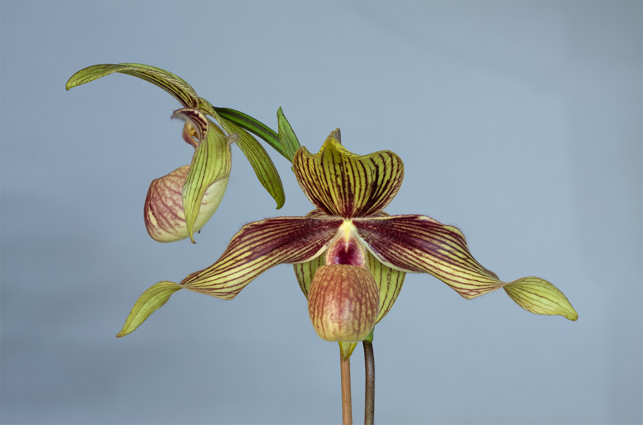 Paphiopedilum Alexej ( rothschildianum x hangianum )