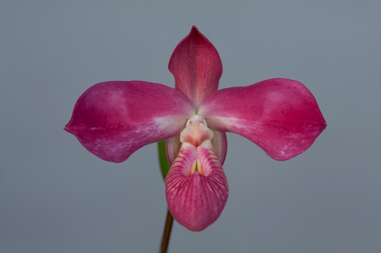 Phragmipedium Apollo ( Fritz Schomburg x kovachii ) | Slippertalk ...