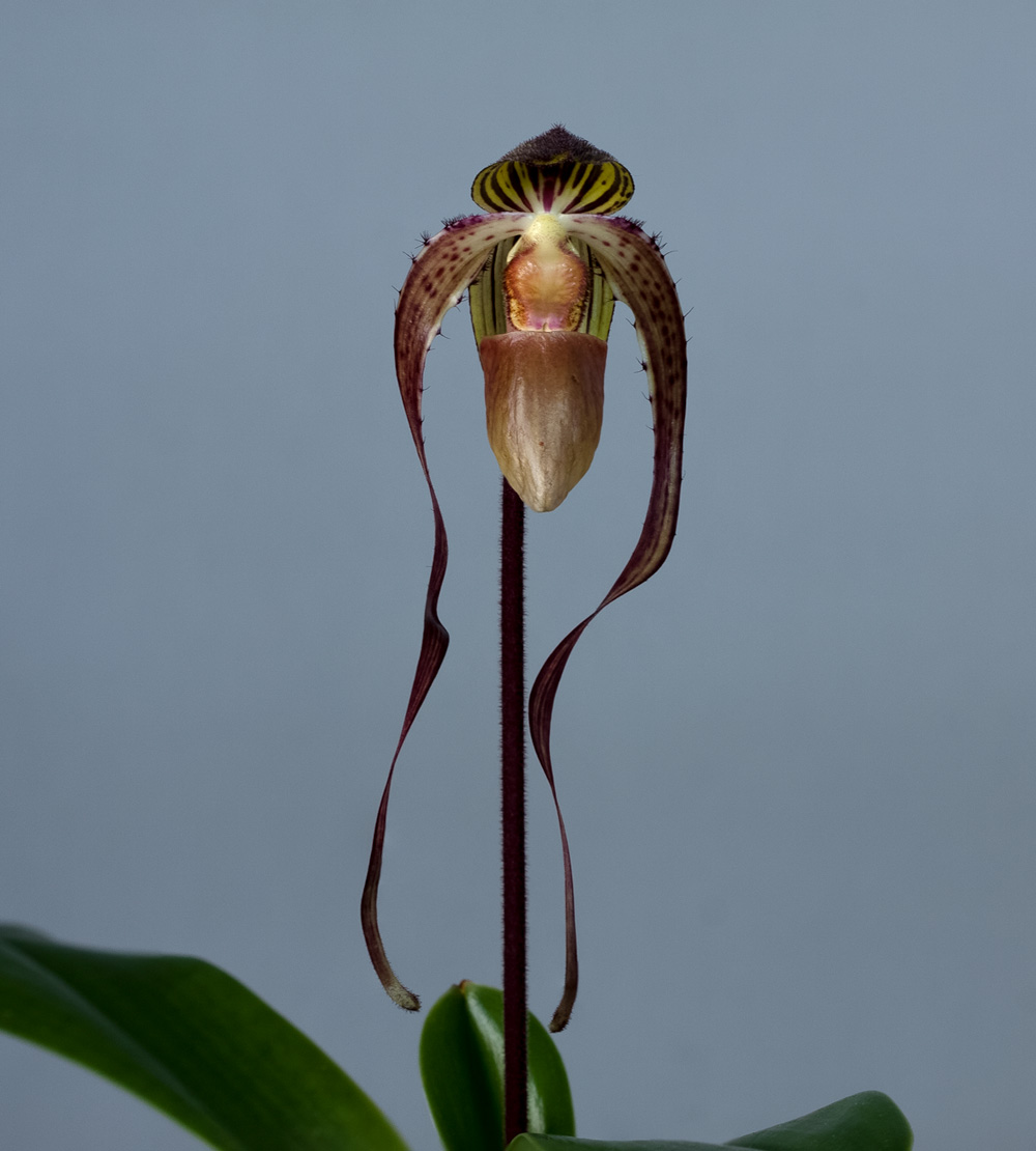 Paphiopedilum Asendorfer Gigant ( gigantifolium x Michael Koopowitz )