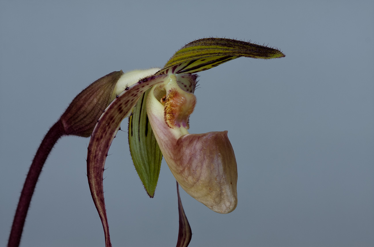 Paphiopedilum Asendorfer Gigant ( gigantifolium x Michael Koopowitz ...