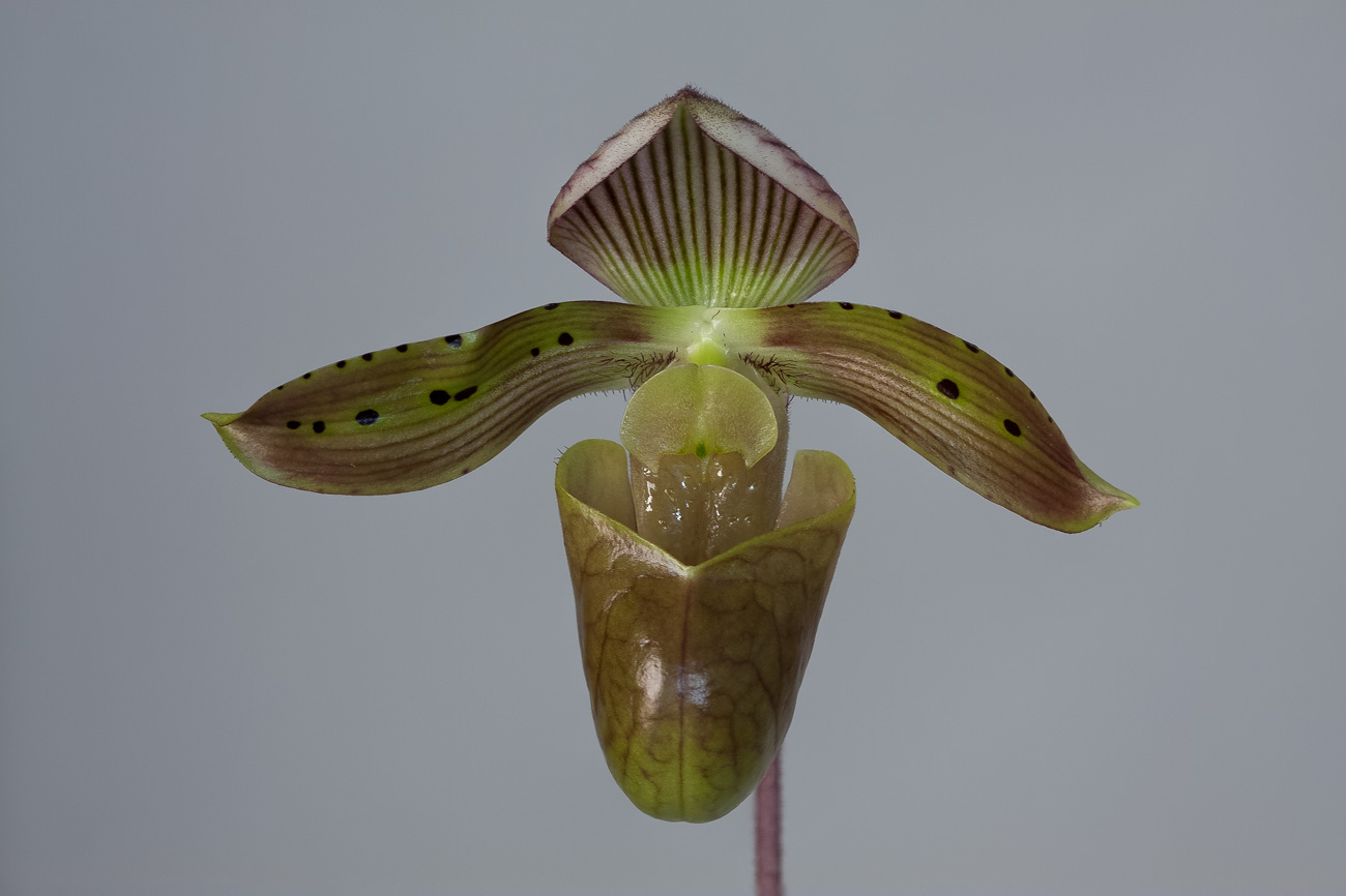 Paphiopedilum tonsum