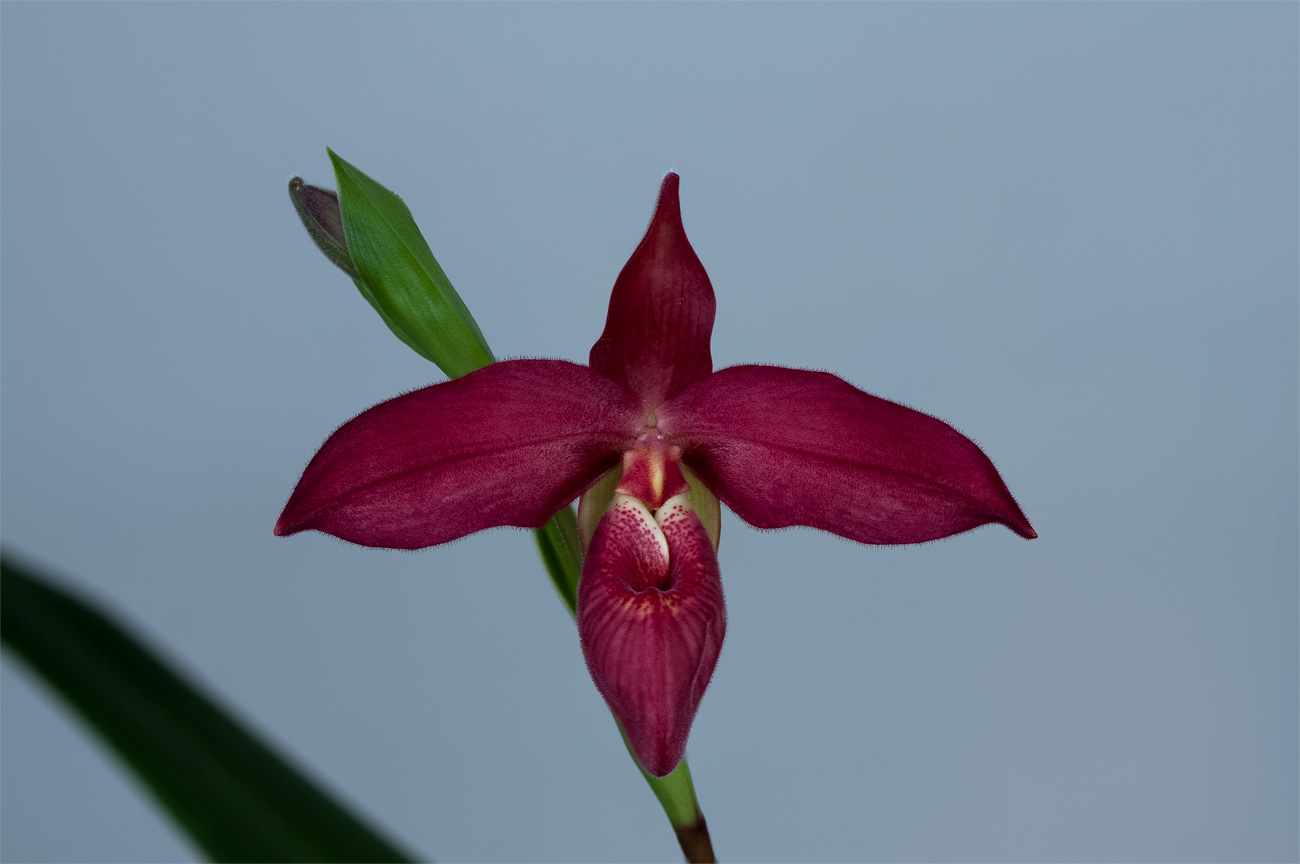 Phragmipedium Scarlet O'Hara ( besseae x Jason Fischer )