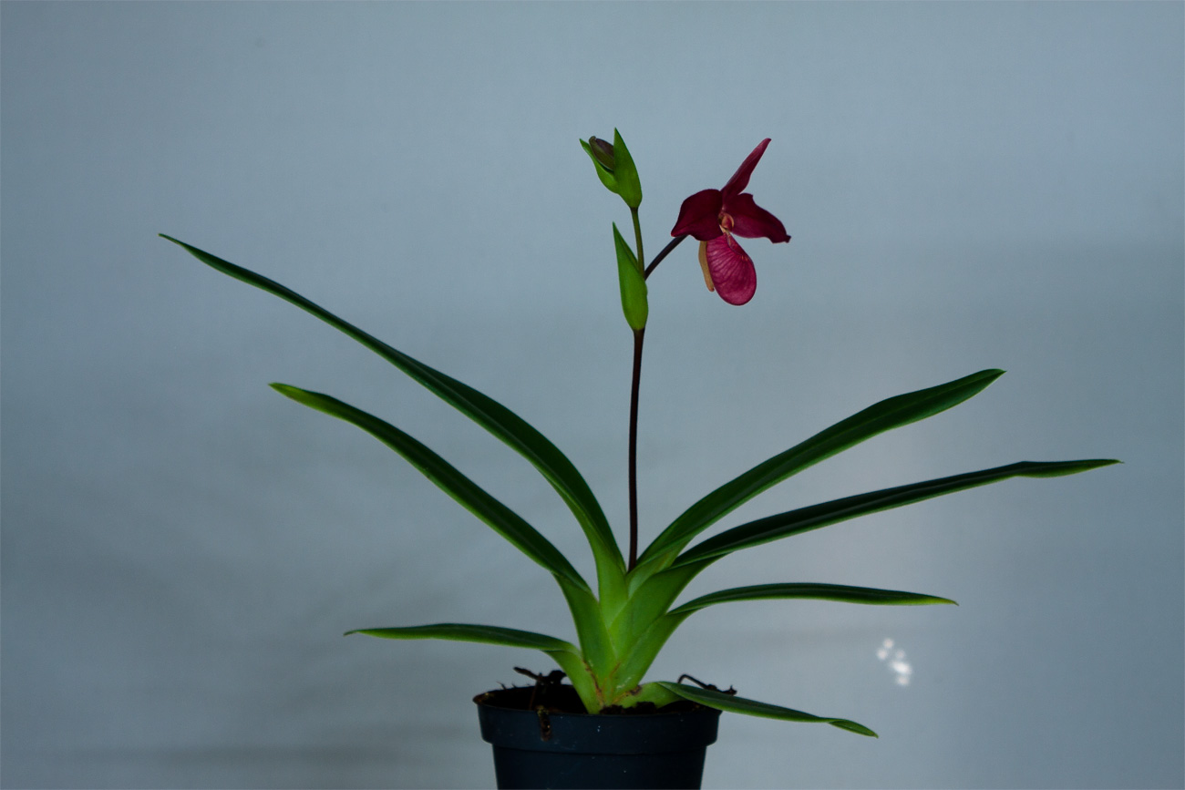 Phragmipedium Scarlet O'Hara ( besseae x Jason Fischer )