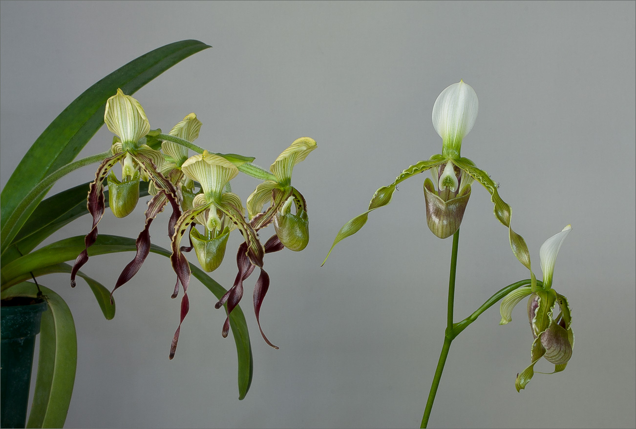 Paphiopedilum dianthum | Slippertalk Orchid Forum