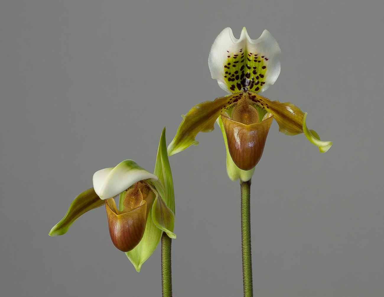 Paphiopedilum exul | Slippertalk Orchid Forum