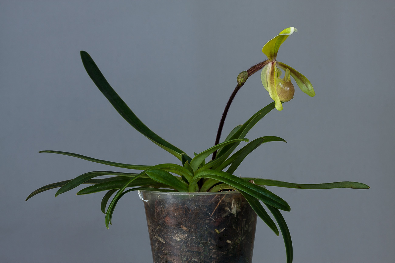 Paphiopedilum helenae | Slippertalk Orchid Forum