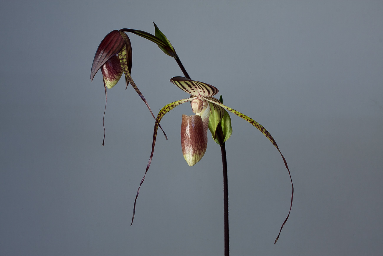 Paphiopedilum Hsinying Anita (Lady Isabel × anitum) | Slippertalk ...