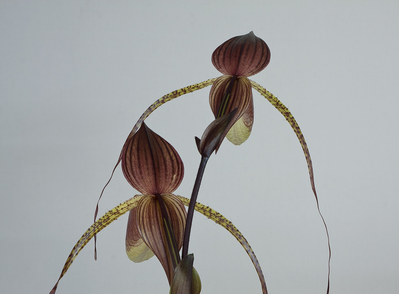 Paphiopedilum Hsinying Anita (Lady Isabel × anitum) | Slippertalk ...