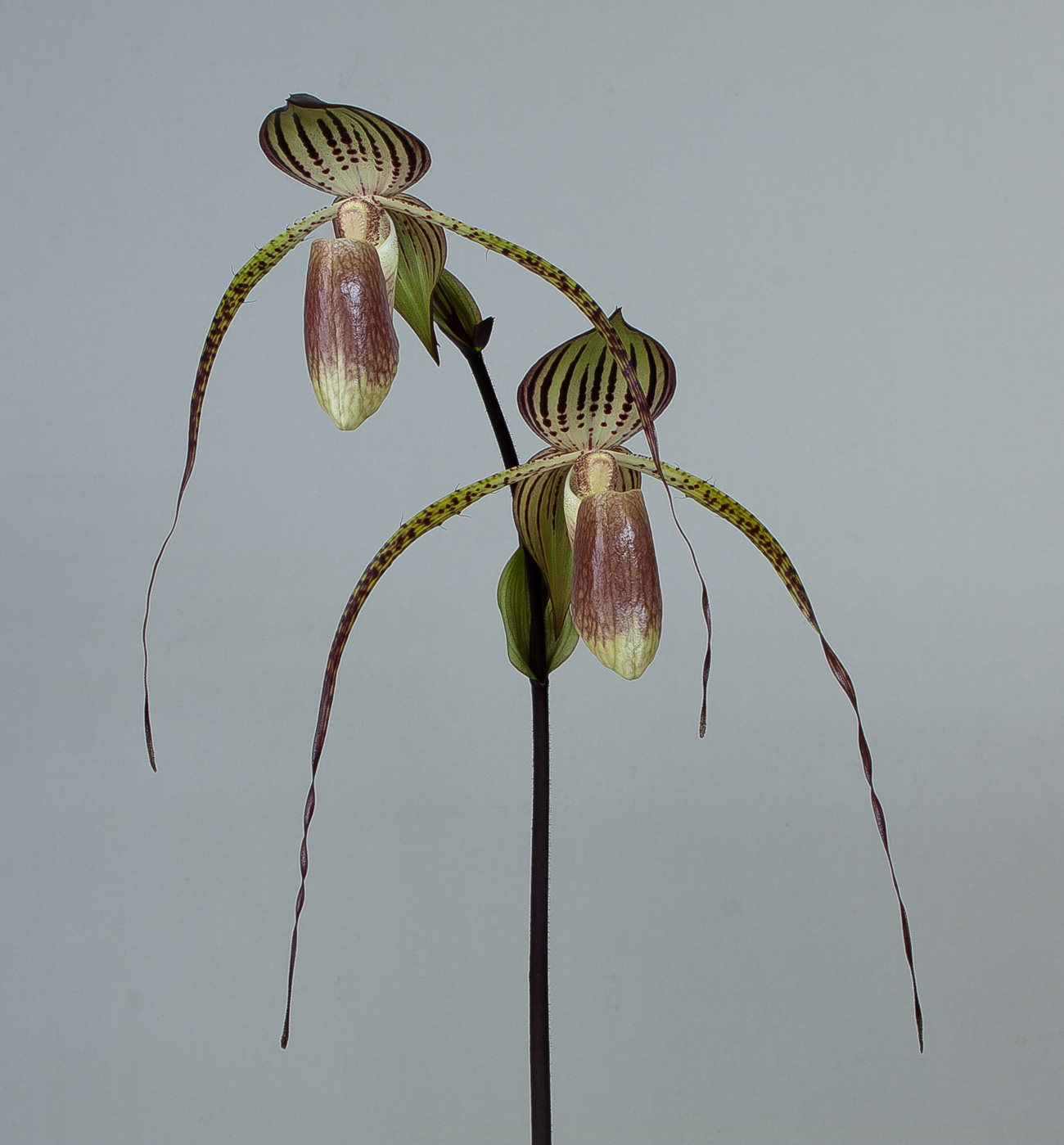 Paphiopedilum Hsinying Anita (Lady Isabel × anitum) | Slippertalk ...