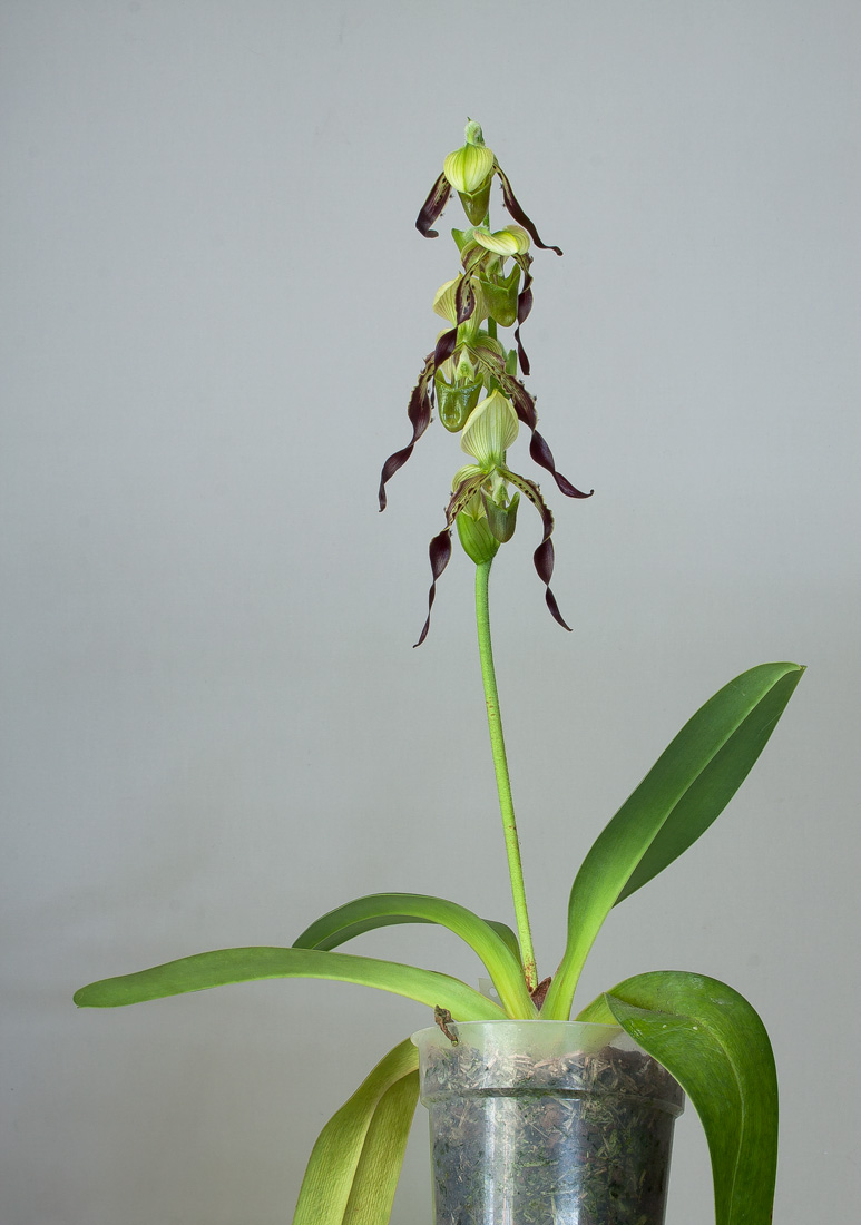 Paphiopedilum parishii | Slippertalk Orchid Forum