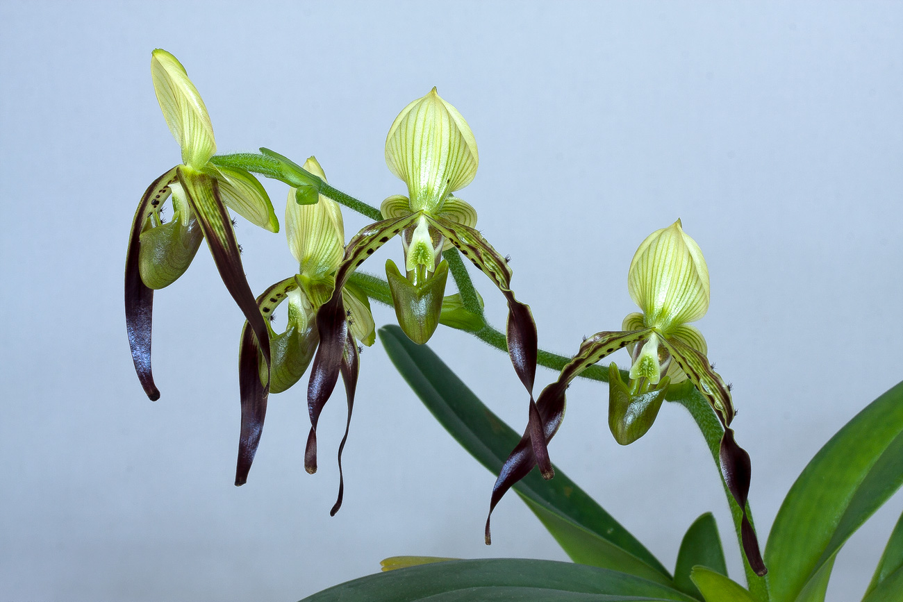 Paphiopedilum parishii | Slippertalk Orchid Forum