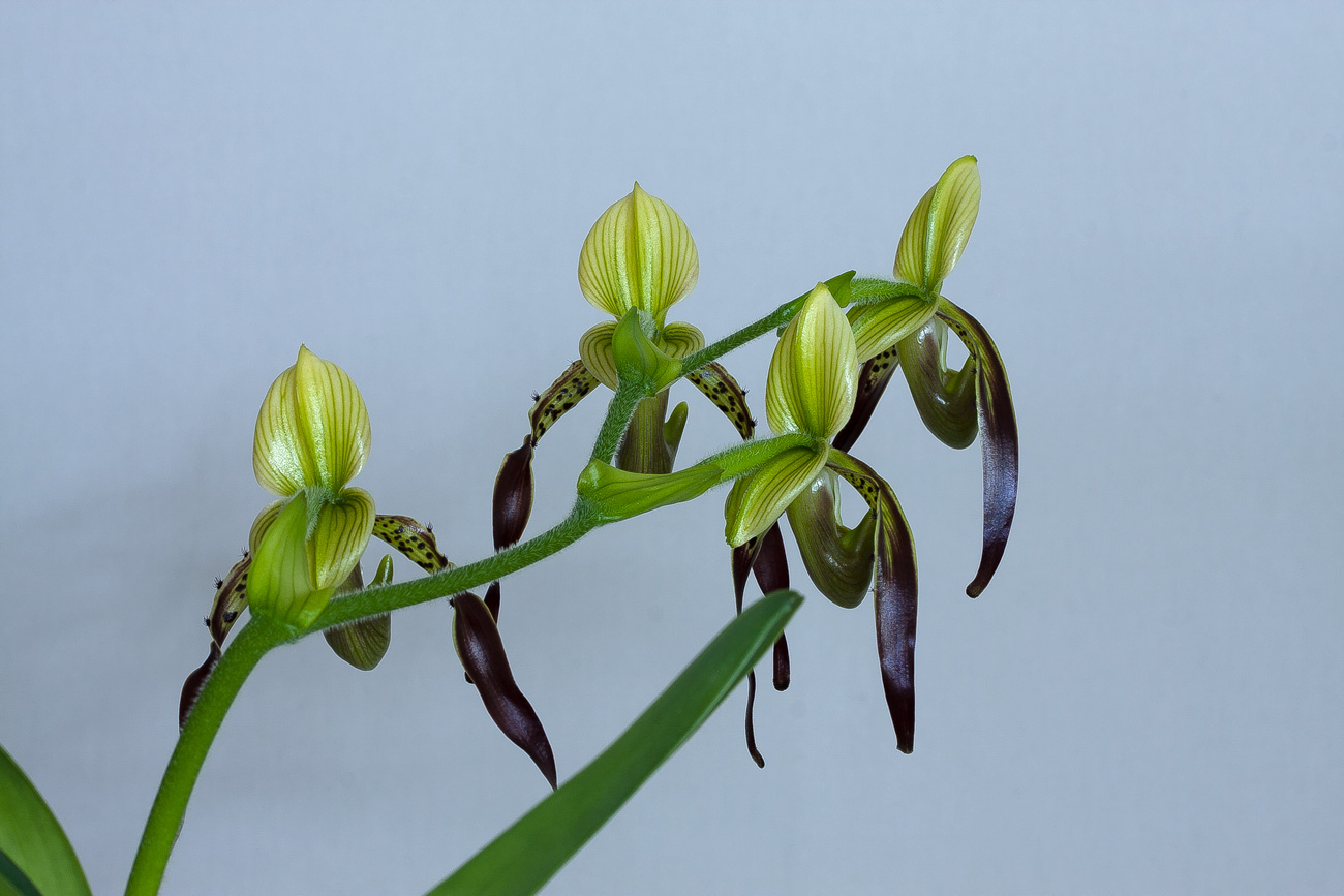 Paphiopedilum parishii | Slippertalk Orchid Forum