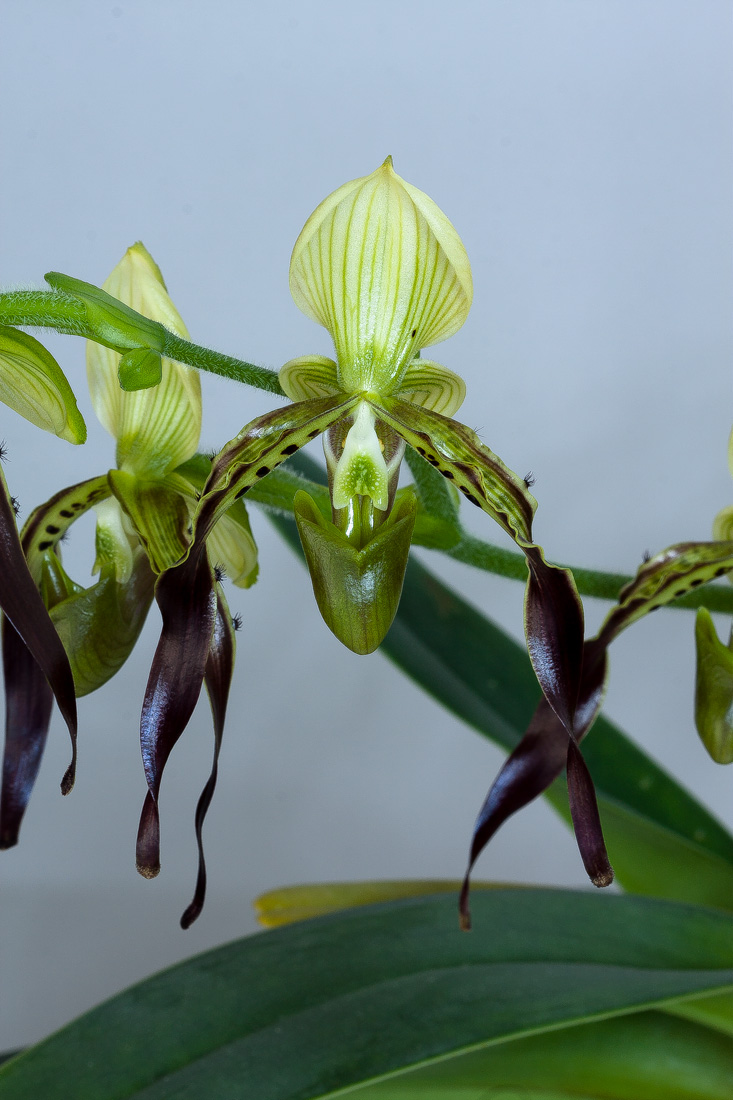 Paphiopedilum parishii | Slippertalk Orchid Forum