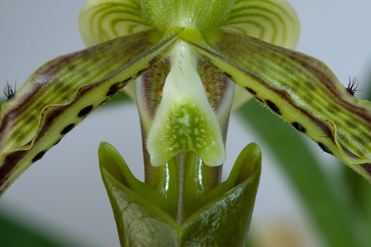 Paphiopedilum parishii | Slippertalk Orchid Forum