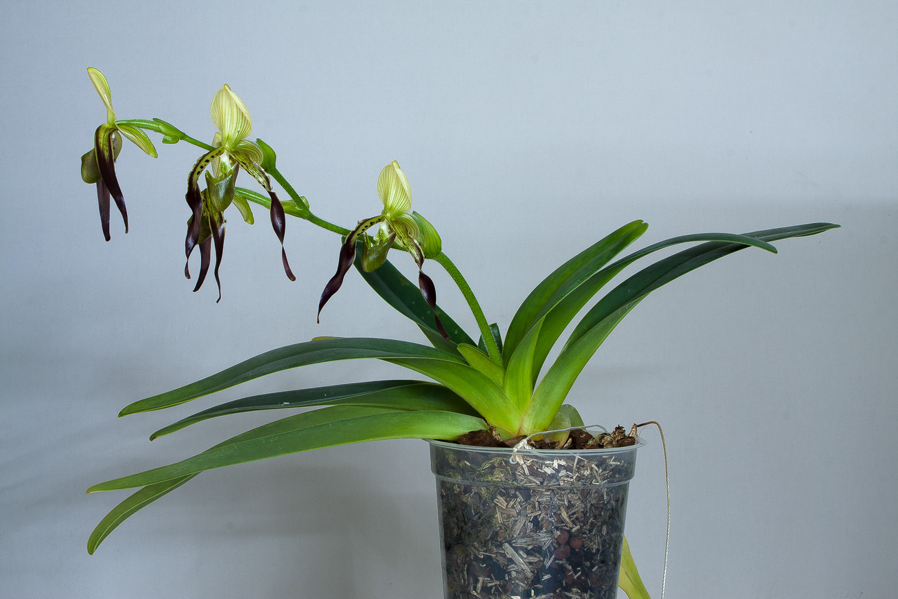 Paphiopedilum parishii | Slippertalk Orchid Forum