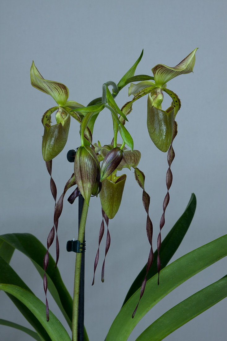 Paphiopedilum parishii x William Trelease ( parishii x rothschildianum ...