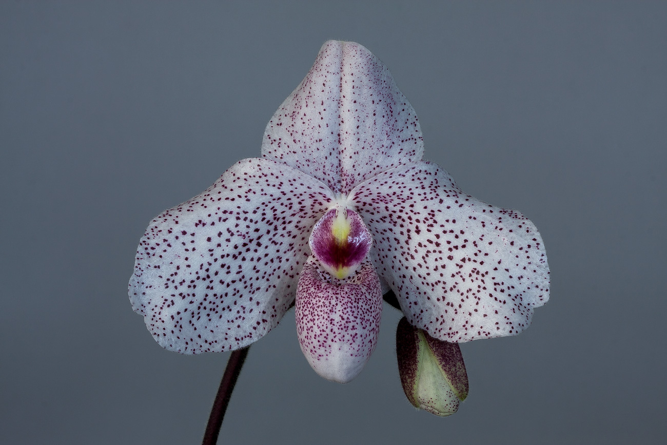 Paphiopedilum Vanda M. Pearman ( bellatulum x delenatii ) | Slippertalk ...