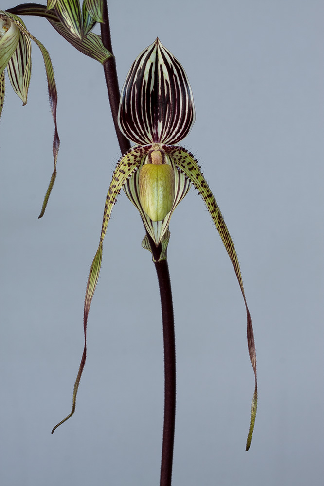 Paphiopedilum philippinense x praestans | Slippertalk Orchid Forum