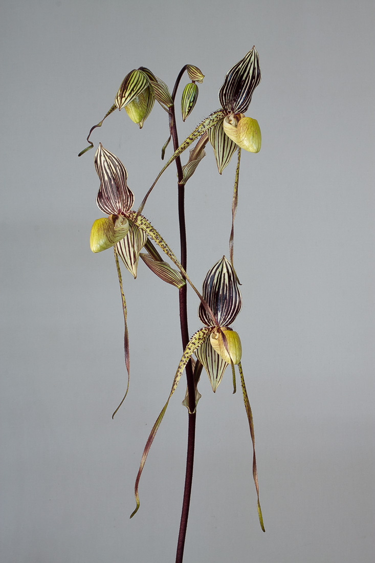 Paphiopedilum philippinense x praestans | Slippertalk Orchid Forum