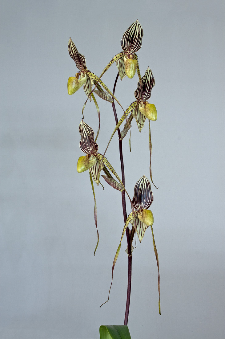 Paphiopedilum philippinense x praestans | Slippertalk Orchid Forum