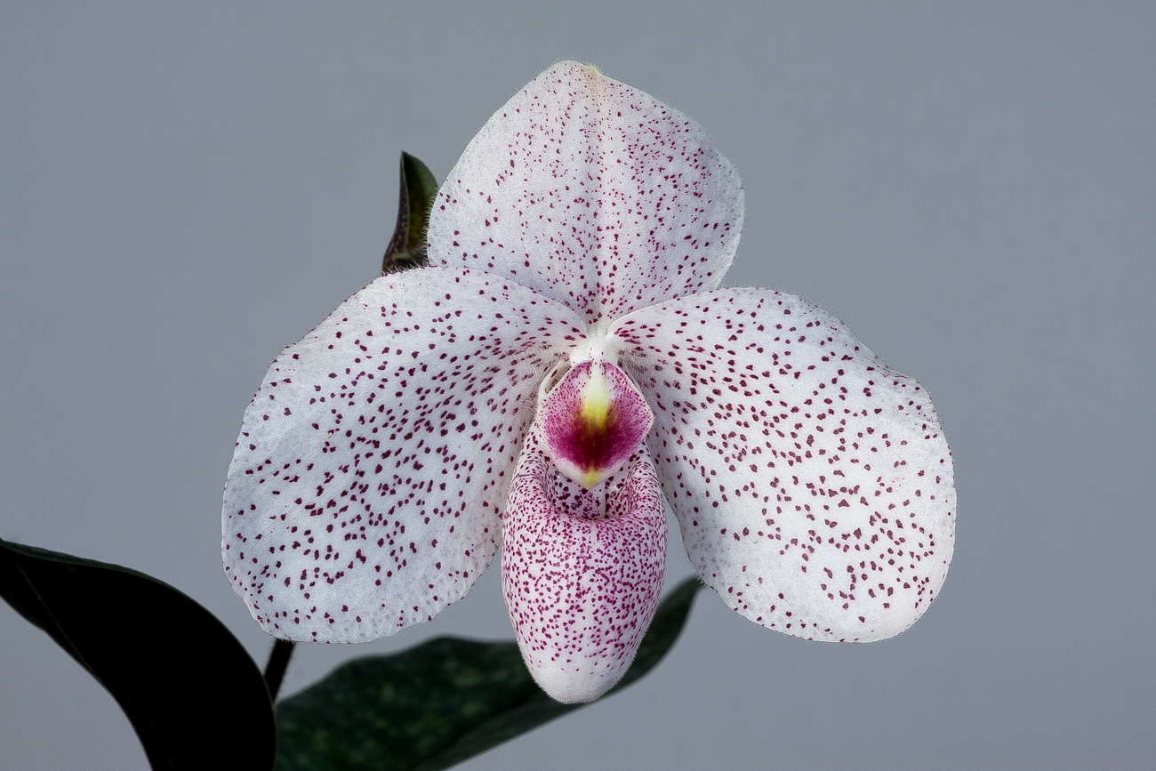 Paphiopedilum Vanda M.Pearman (bellatulum x delenatii) | Slippertalk ...