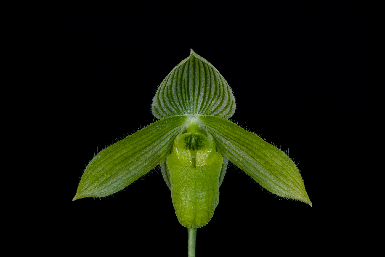 Paphiopedilum wardii v.alboviride