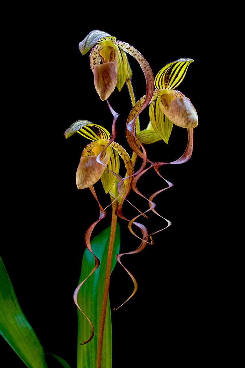 Paphiopedilum gigantifolium x Michael Koopowitz | Page 2 | Slippertalk ...
