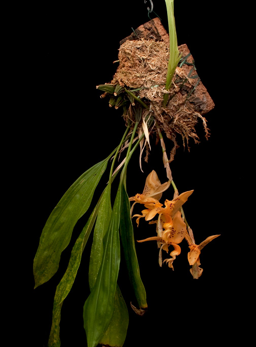 Paphiopedilum sangii | Slippertalk Orchid Forum