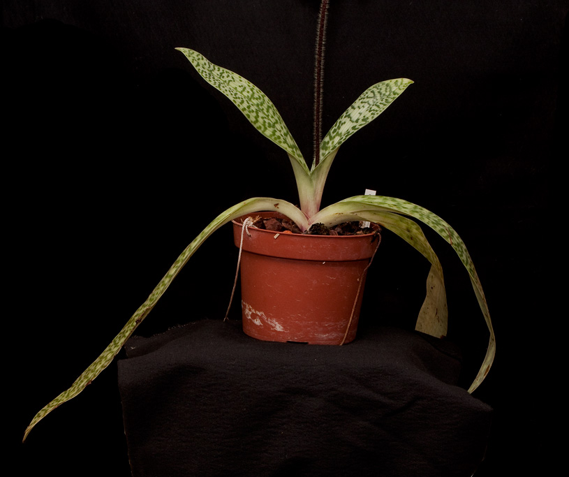Paphiopedilum sangii | Slippertalk Orchid Forum