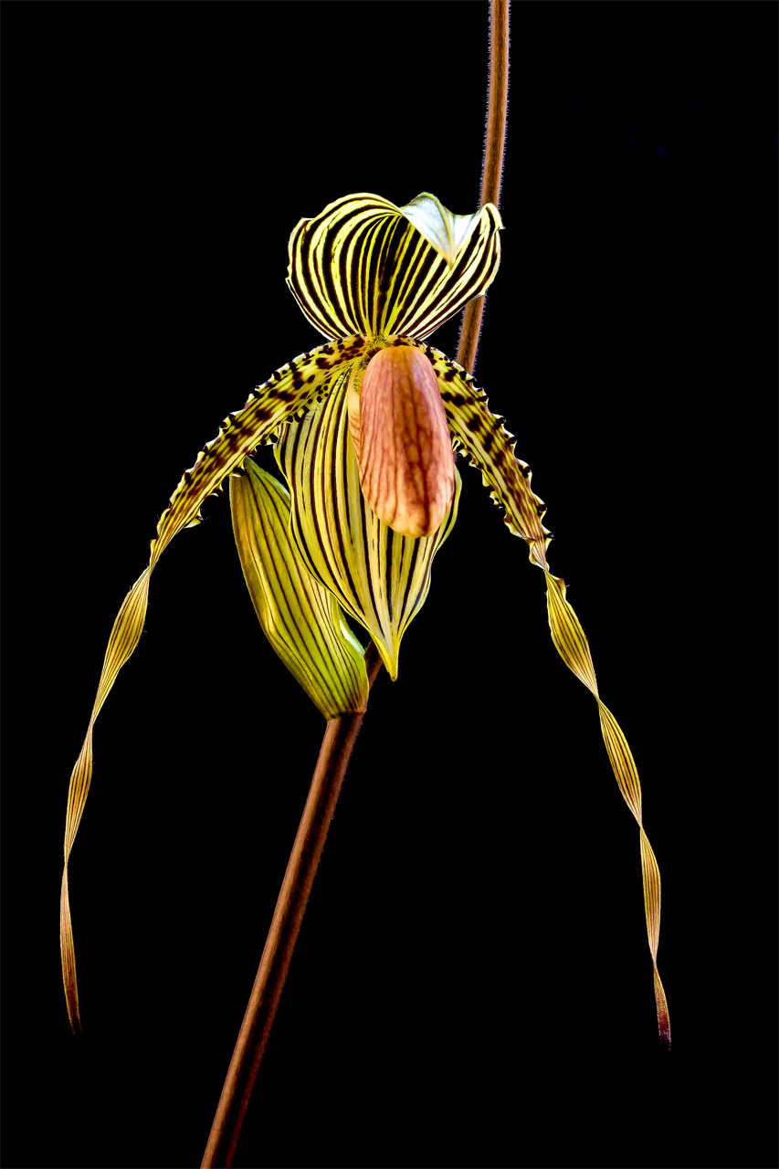 Paphiopedilum Susan Booth x praestans | Slippertalk Orchid Forum
